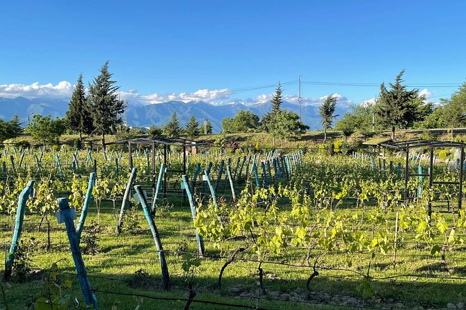 Kakheti.All Inclusive Wine Tour With Family Lunch - Key Points