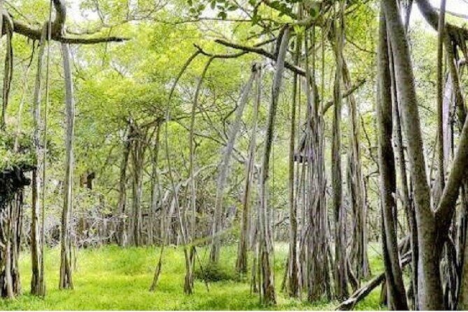 Kalakshetra, Theosophical Society & Elliots Beach - Chennai - Detailed Review of the Tour Experience