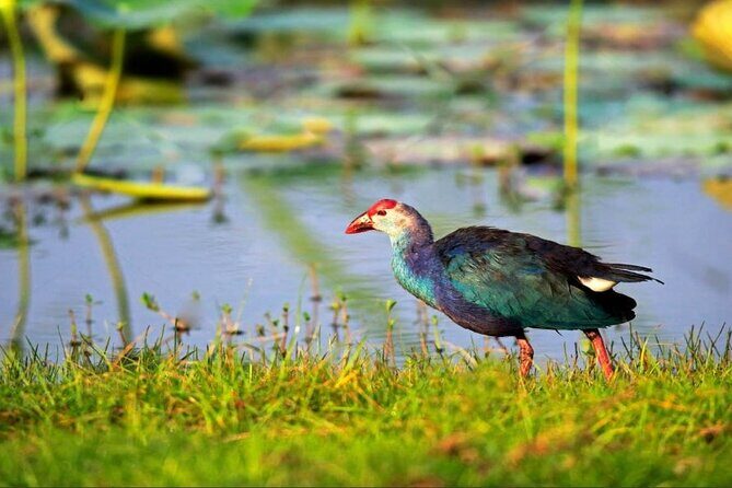Kalametiya Bird Sanctuary Catamaran Bird Watching Tour - Introducing the Tour: A Close-Up Look at Natures Feathers