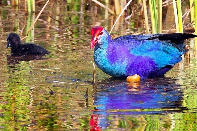 Kalametiya Bird Sanctuary Catamaran Bird Watching Tour - Key Points