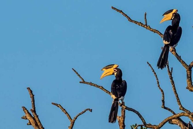 Kalametiya Bird Sanctuary Catamaran Bird Watching Tour - The Experience in Practice: A Day in the Sanctuary