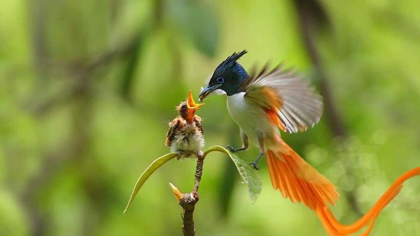 Kalametiya Sanctuary: Bird Watching by Private Boat Tour - An In-Depth Look at the Kalametiya Bird Sanctuary Tour