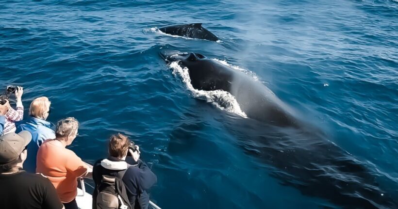 Kalaoa: Big Island & Kona Midday Whale Watching Tour - The Sum Up