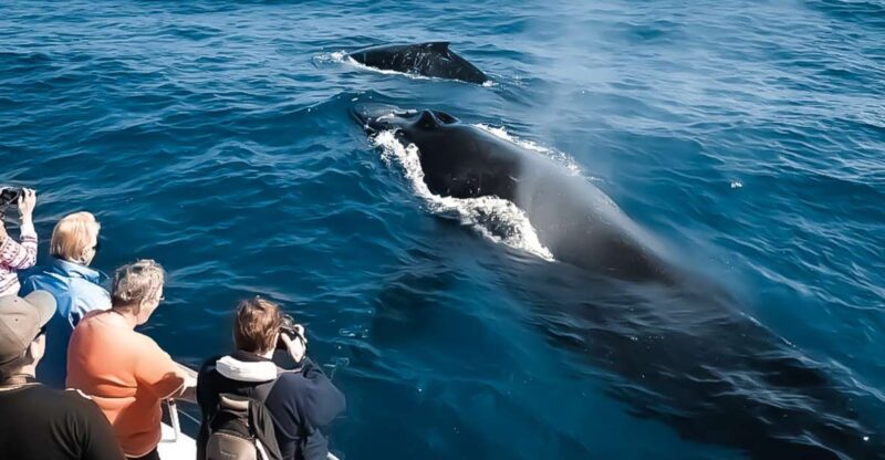 Kalaoa: Big Island & Kona Midday Whale Watching Tour - What to Expect During the Cruise