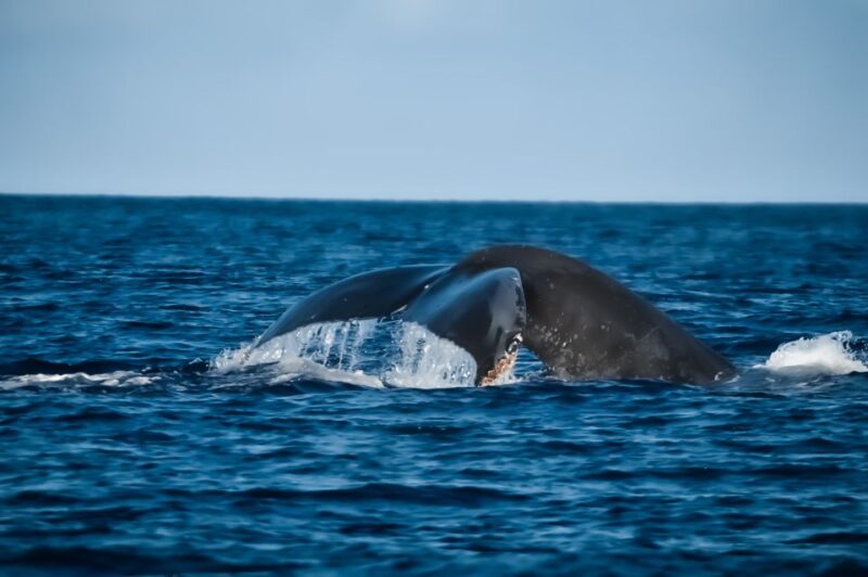 Kalaoa: Big Island & Kona Midday Whale Watching Tour - Practical Details: What You Need to Know