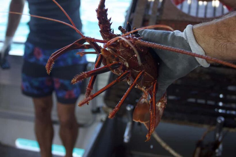 Kalbarri Crayfish Catch & Keep Tour - Deep Dive into the Experience