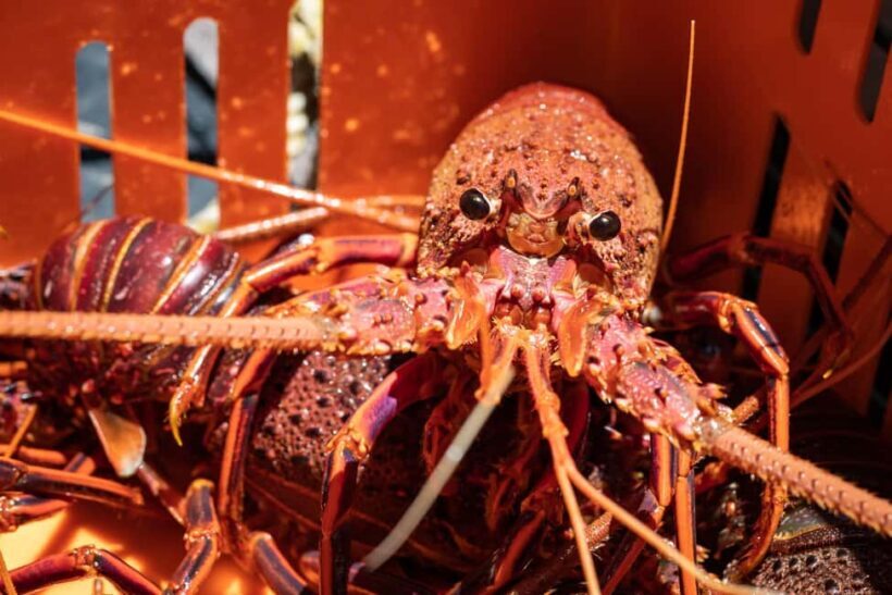 Kalbarri Crayfish Catch & Keep Tour - The Itinerary: What to Expect