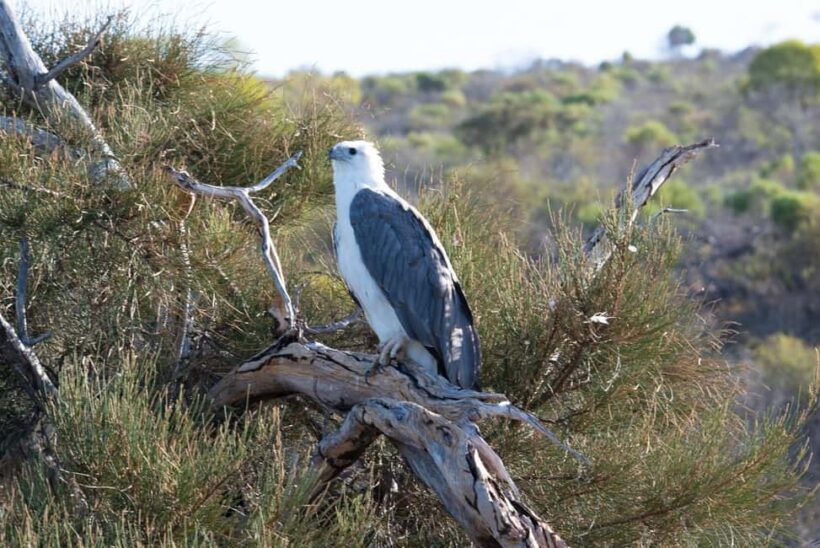 Kalbarri: Murchison River Morning Cruise - Frequently Asked Questions