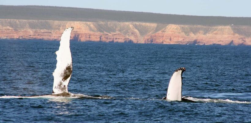 Kalbarri Whale Watching Tour - An In-Depth Look at the Kalbarri Whale Watching Experience