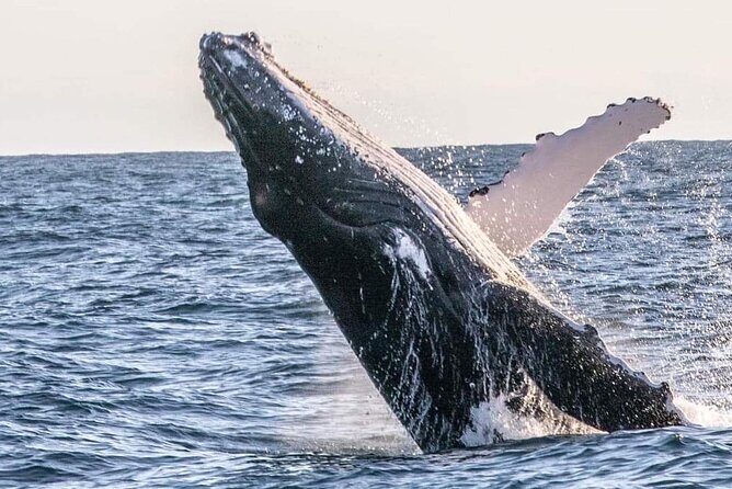 Kalbarri Whale Watching Tour - A Detailed Look at What You Can Expect