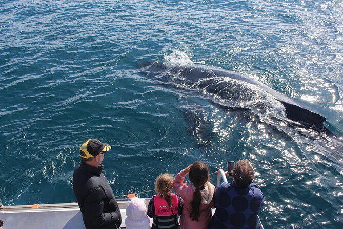 Kalbarri Whale Watching Tour - Why This Tour Is a Great Value