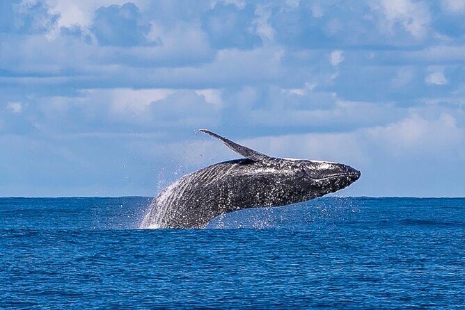Kalbarri Whale Watching Tour - Final Thoughts: Who Will Love This Tour?