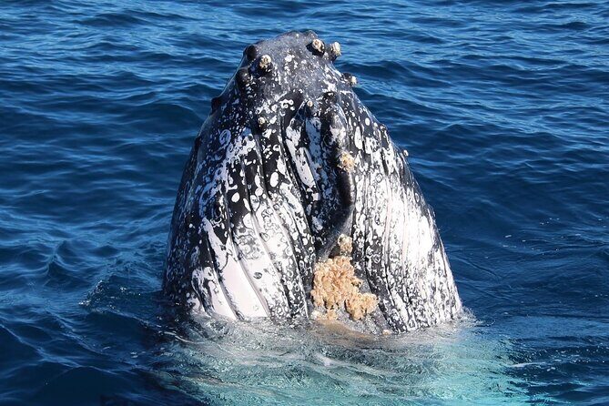 Kalbarri Whale Watching Tour - FAQ