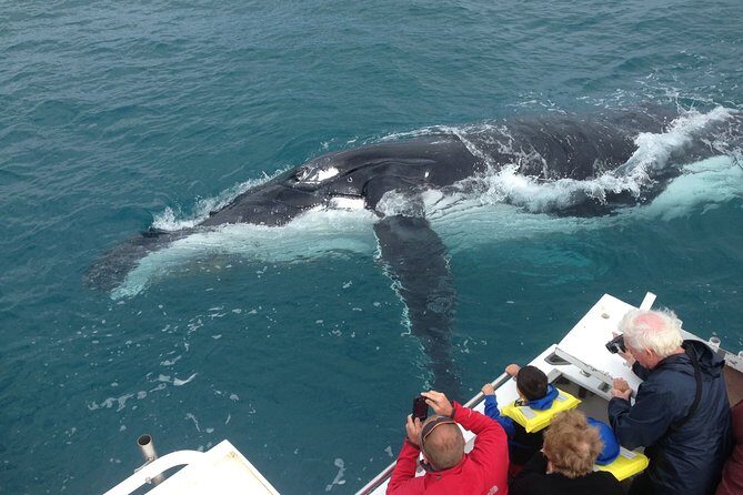 Kalbarri Whale Watching Tour Guided - Key Points
