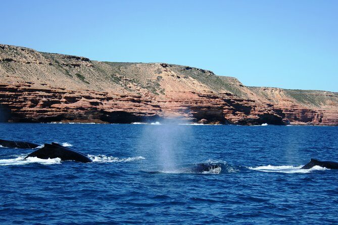 Kalbarri Whale Watching Tour Guided - What’s Included and What’s Not