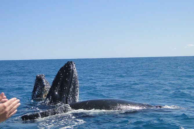 Kalbarri Whale Watching Tour Guided - The Value Proposition