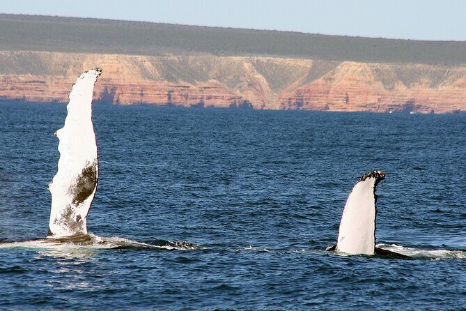 Kalbarri Whale Watching Tour Guided - Who Should Book This Tour?