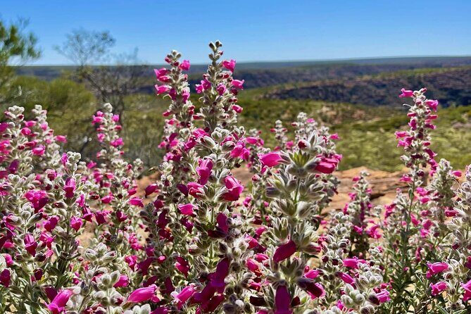 Kalbarri Wildflower Tour - Analyzing the Value