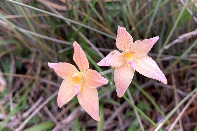 Kalbarri Wildflower Tour - The Sum Up: Who Should Book This Tour?