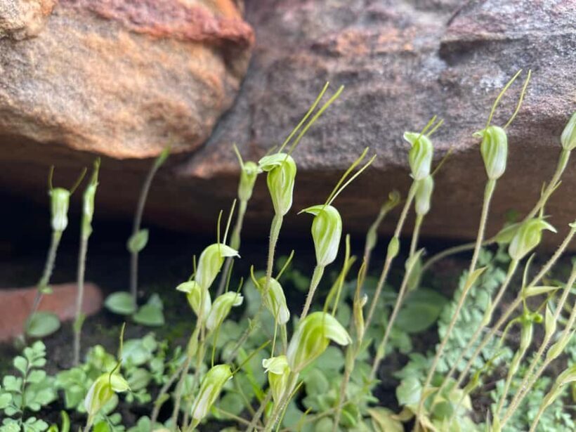 Kalbarri Wildflower Tour with Local Guide - A Deep Dive into the Kalbarri Wildflower Tour