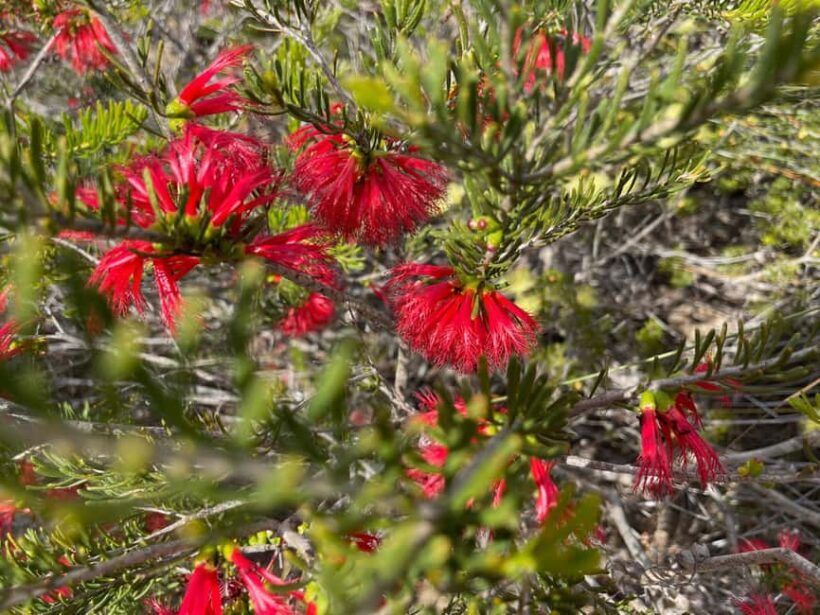 Kalbarri Wildflower Tour with Local Guide - The Sum Up: A Floral Feast for the Eyes