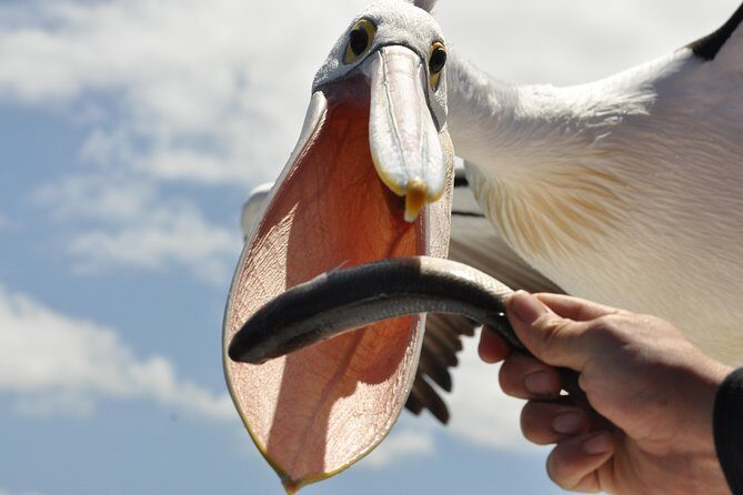 Kalgan Queen Scenic Cruises a four hour sheltered water wildlife tour daily fun. - An In-Depth Look at the Kalgan Queen Scenic Cruises