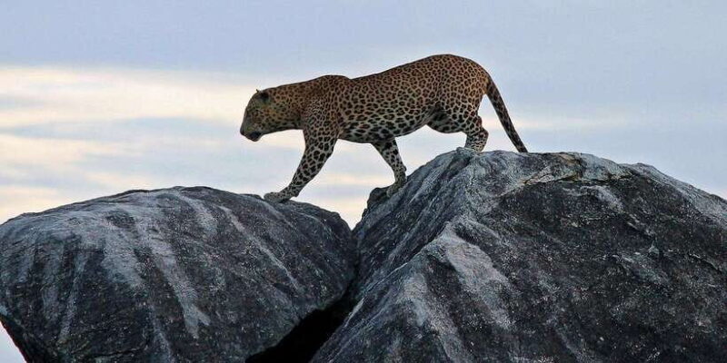 Kalutara/Bentota/Kosgoda/Ahungalla/Hikkaduwa: Yala Safari - The Itinerary and What You Can Expect