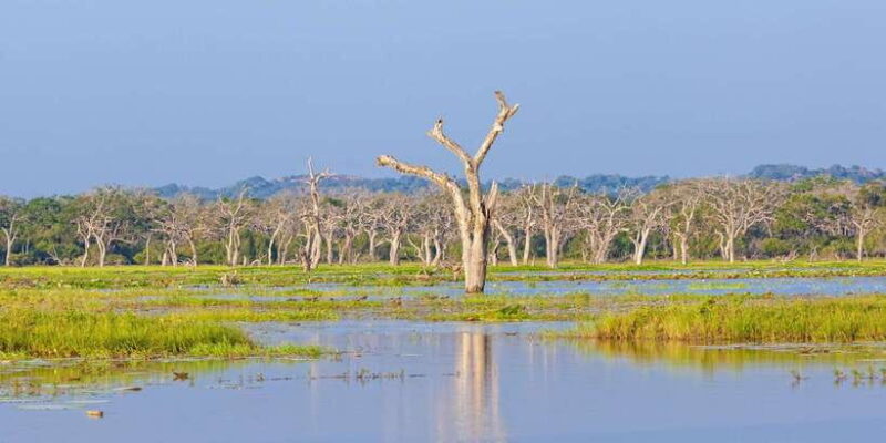 Kalutara/Bentota/Kosgoda/Ahungalla/Hikkaduwa: Yala Safari - Transportation and Practicalities