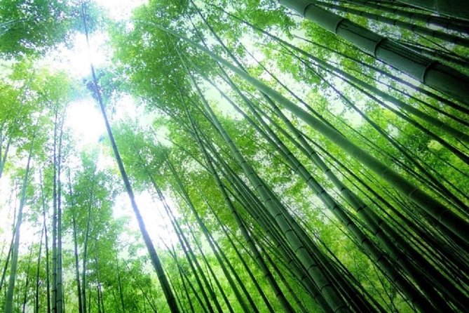 Kamakura Bamboo Forest and Great Buddha Private Tour - Customer Experiences
