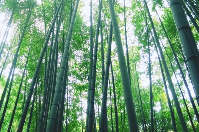 Kamakura Bamboo Forest and Great Buddha Private Tour - Notable Guides