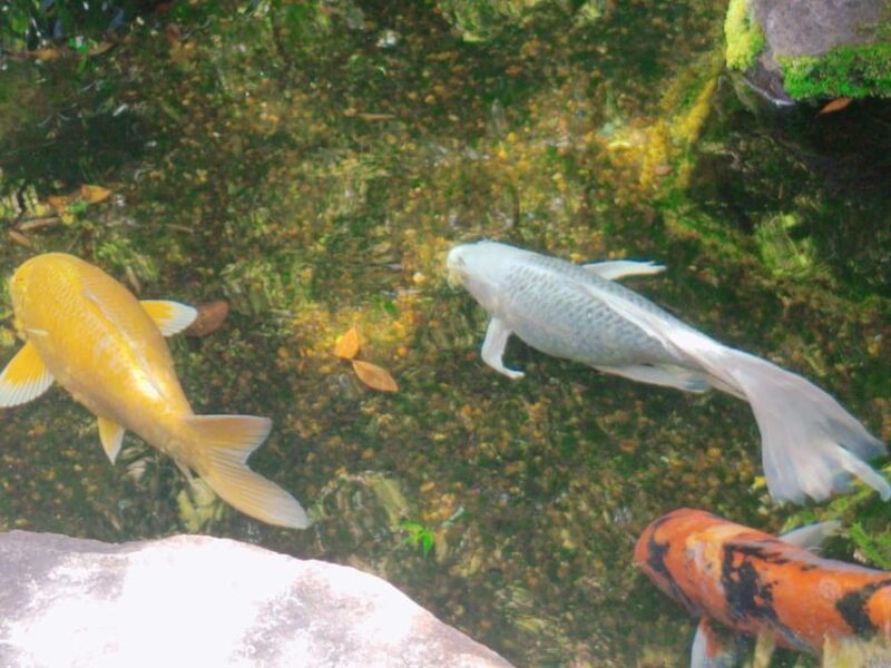 Kamakura: Hiking With Private Guide in Spanish - Hiking the Daibutsu Trail