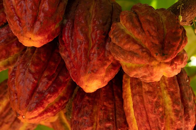 Kamananui Cacao Orchard Tour - Overview of the Kamananui Cacao Orchard Tour