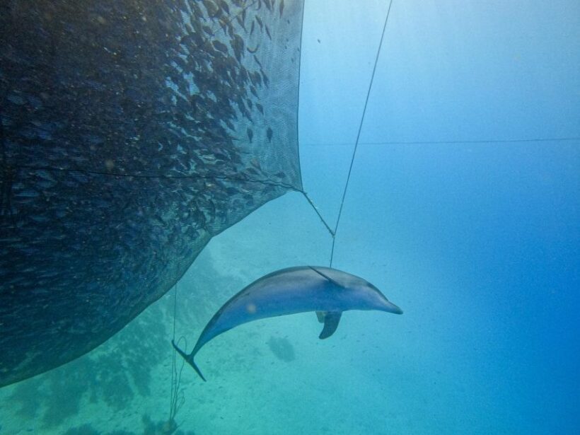 Kamiros Skala: Marine Life Experience by Boat - Value for Money and Practical Considerations