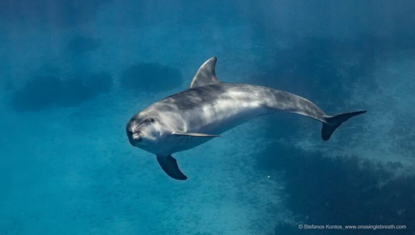 Kamiros Skala: Marine Life Experience by Boat - The Sum Up