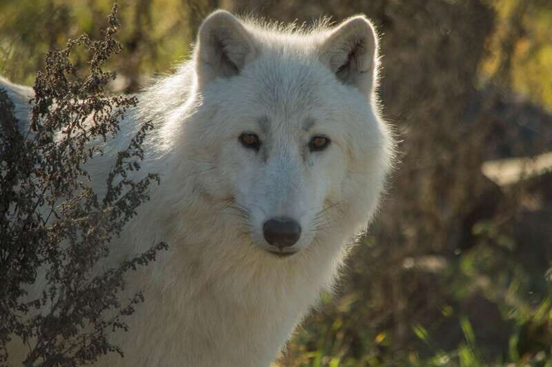 Kamloops: BC Wildlife Park Entry Ticket - Analyzing the Value and Who It’s For