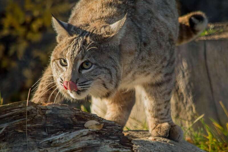 Kamloops: BC Wildlife Park Entry Ticket - The Sum Up: Is the BC Wildlife Park in Kamloops Worth It?