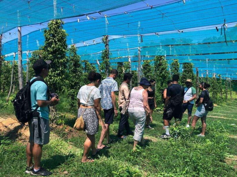 Kampot Pepper Farm, Salt Fields, Cave from Sihanoukville - Who Should Consider This Tour?