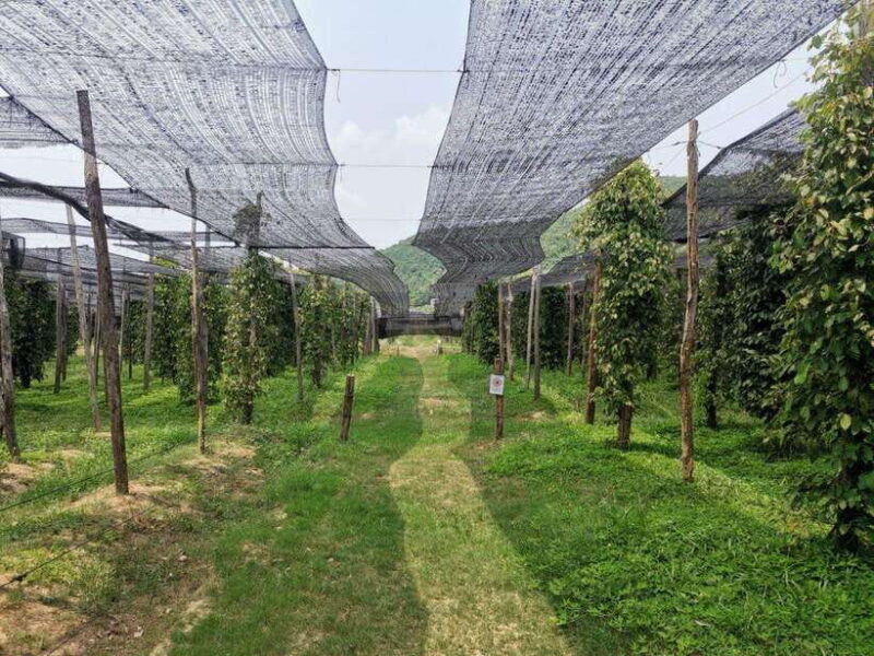 Kampot Pepper Farm Tour: Salt Fields, La Plantation & Cave - The Itinerary in Detail