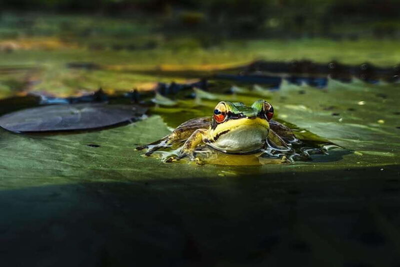 Kampot: Salt Fields, Pepper Farm, and Secret Lake Tour - What the Tour Includes and Practicalities