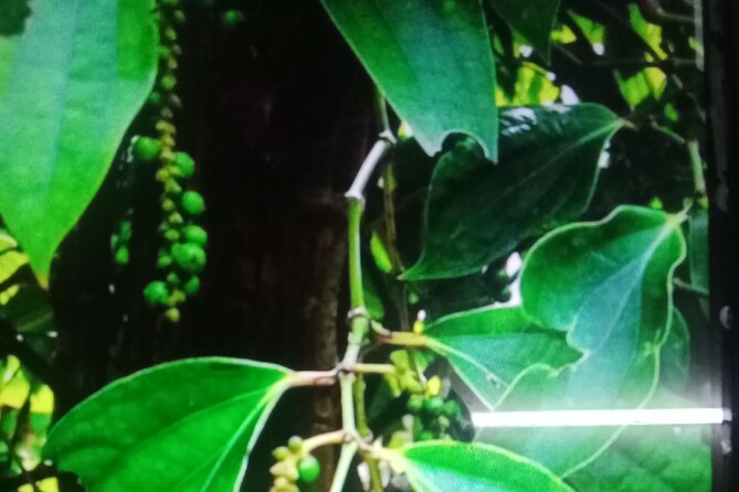 KAMPOT TRAVEL-Pepper farm. Cave.Secret lake-Crab market & Salt... - Final Thoughts