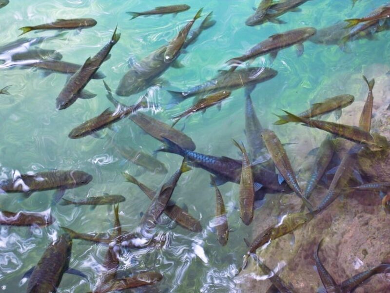 Kanchanaburi : Private River Kwai Bridge & Erawan Waterfall - What We Think: An Honest Review