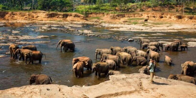 Kandy and Pinnawala: Private Day Trip from Colombo Harbor - The Cultural Heart of Kandy