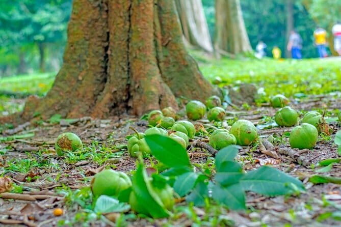 Kandy Day Tour from Kalutara - The Itinerary in Detail