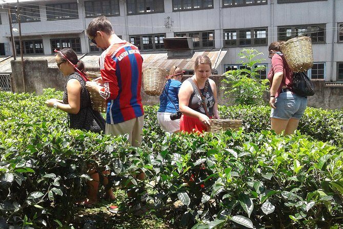 Kandy Day Trip from Colombo: Tea Factory- Peradeniya Botanical Gardens-Kandy - Authentic Experiences That Shine