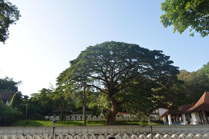 Kandy Full-Day Tour - Transportation and Overall Experience