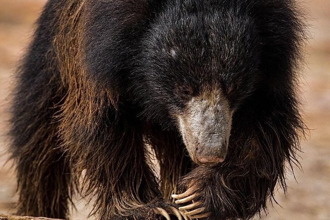 Kandy - Minneriya National park & Sigiriya Rock Fortress - Private Transport - Who Will Love This Tour?