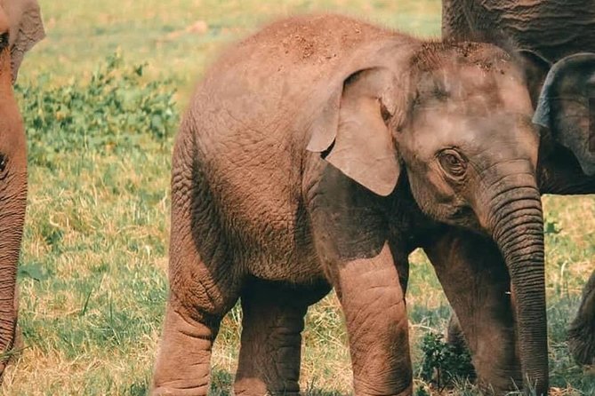 Kandy - Minneriya National park & Sigiriya Rock Fortress - Private Transport - Final Thoughts