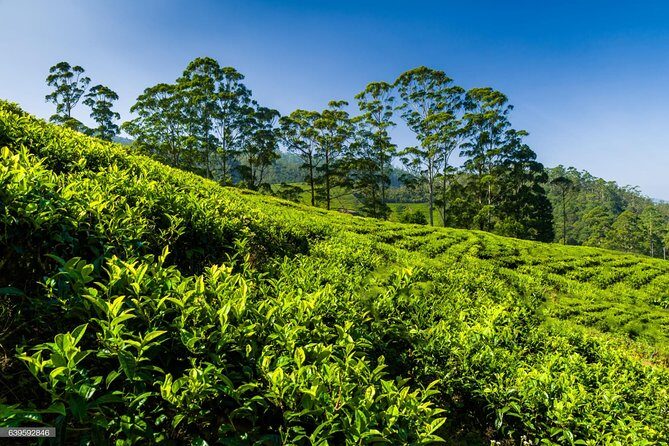 Kandy Nature & Culture Tour - The Ceylon Tea Museum and Tea State