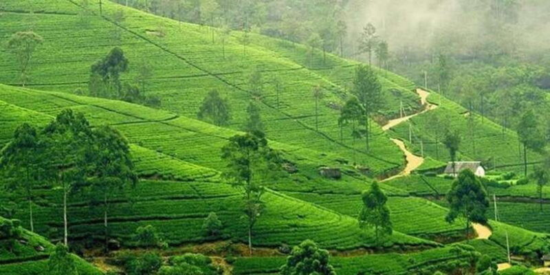 Kandy & Nuwara Eliya: 2-Day Tour! - Authenticity and Traveler Feedback