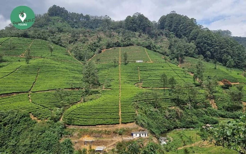 Kandy: Nuwara Eliya Day Explore by Tuk tuk with Local Guide - FAQ